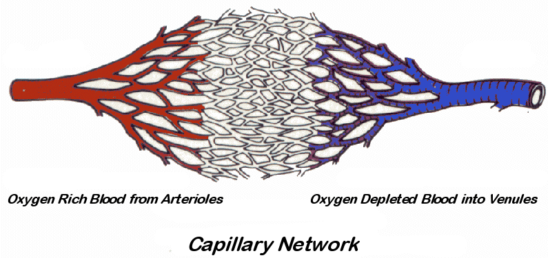 11.1.11. Online Class Assignment | 2012 Senior Anatomy and Physiology
